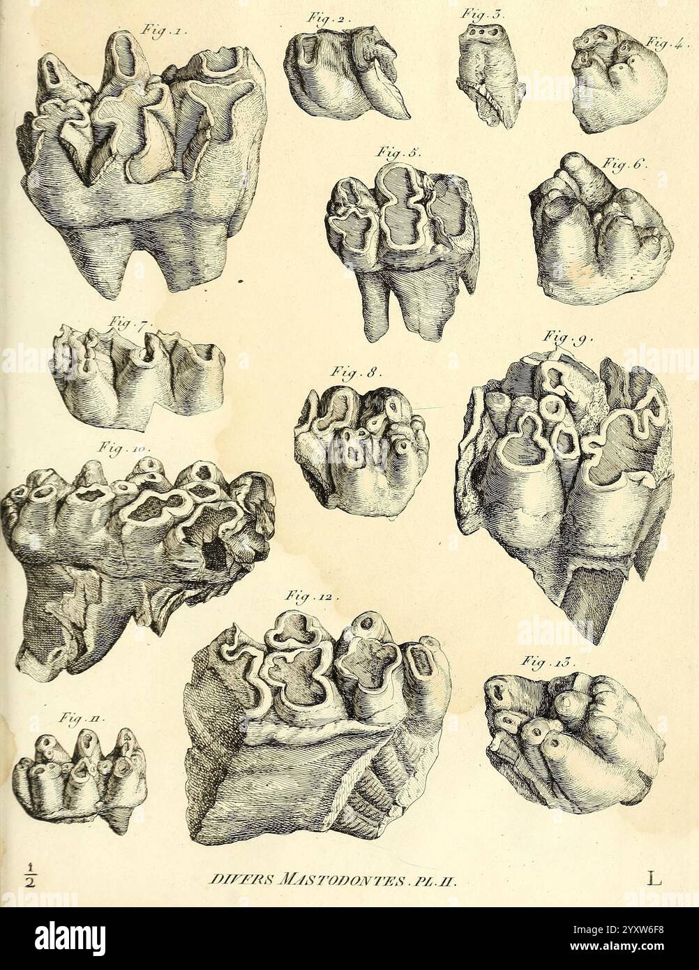 Important paleontological evidence hi-res stock photography and images ...