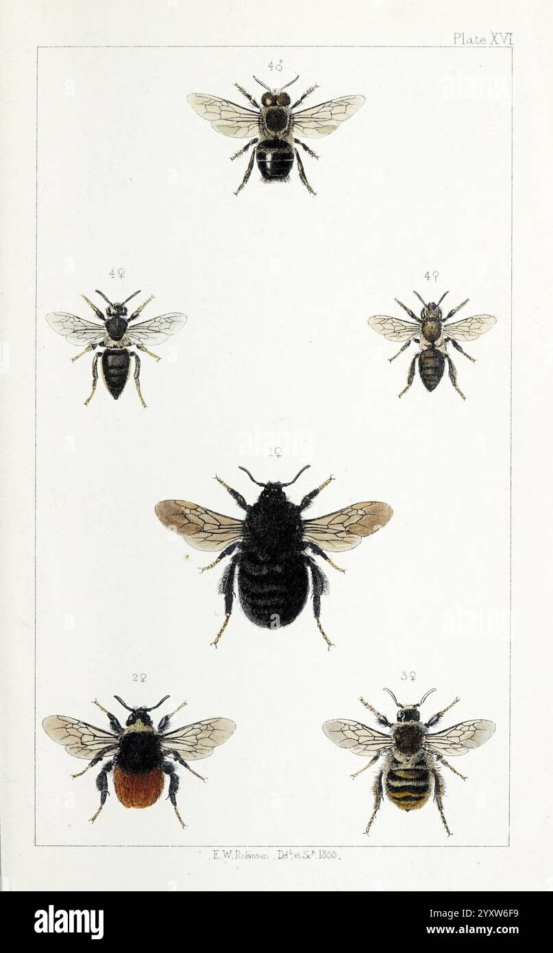 Artwork features distinct characteristics hi-res stock photography and ...