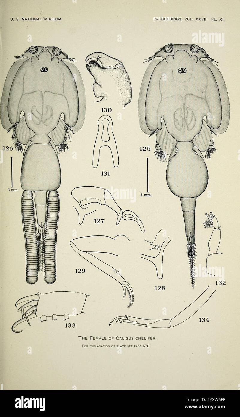 North American parasitic copepods belonging to the family Caligidae ...
