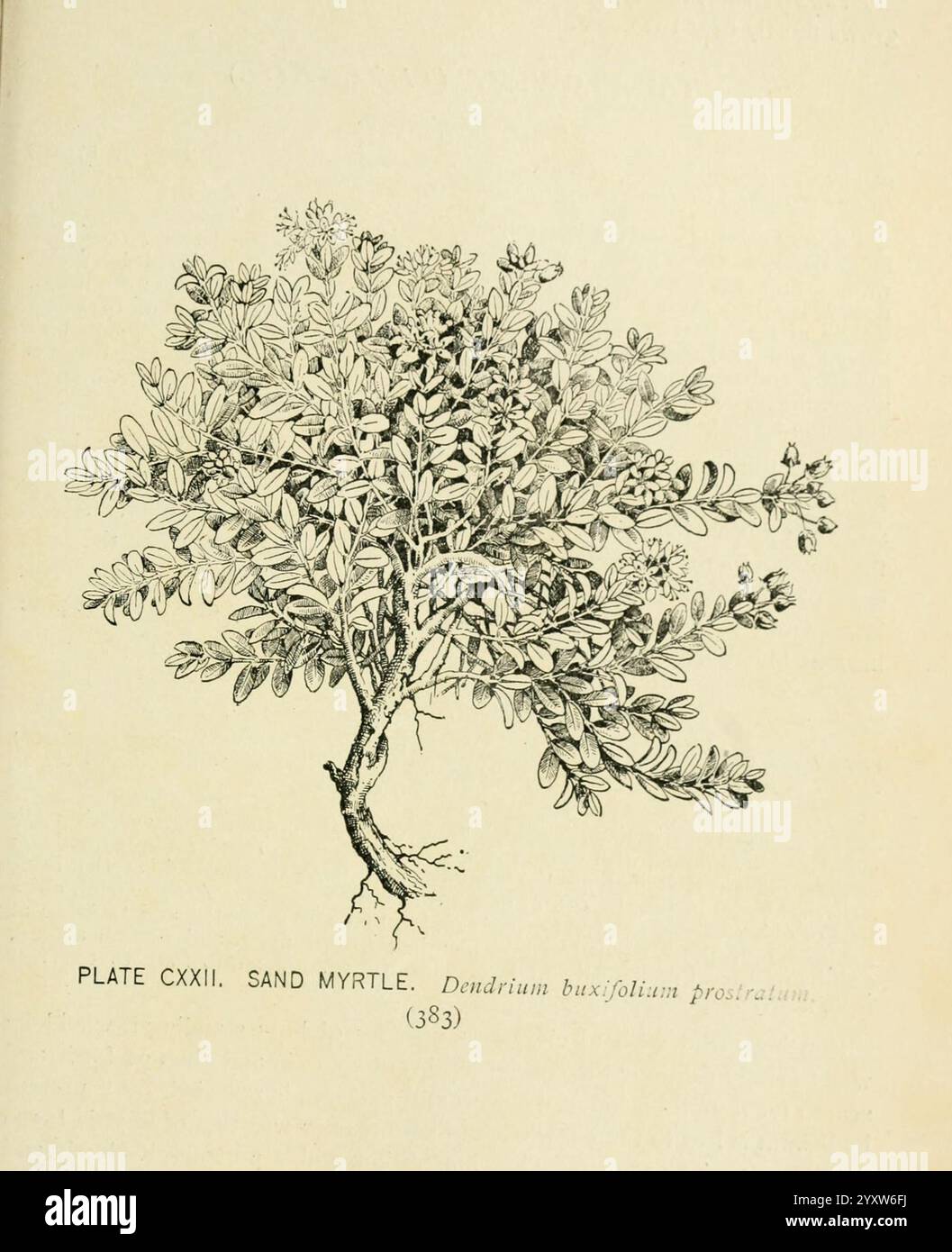 Southern wild flowers and trees, New York, Stokes [1901], botany ...