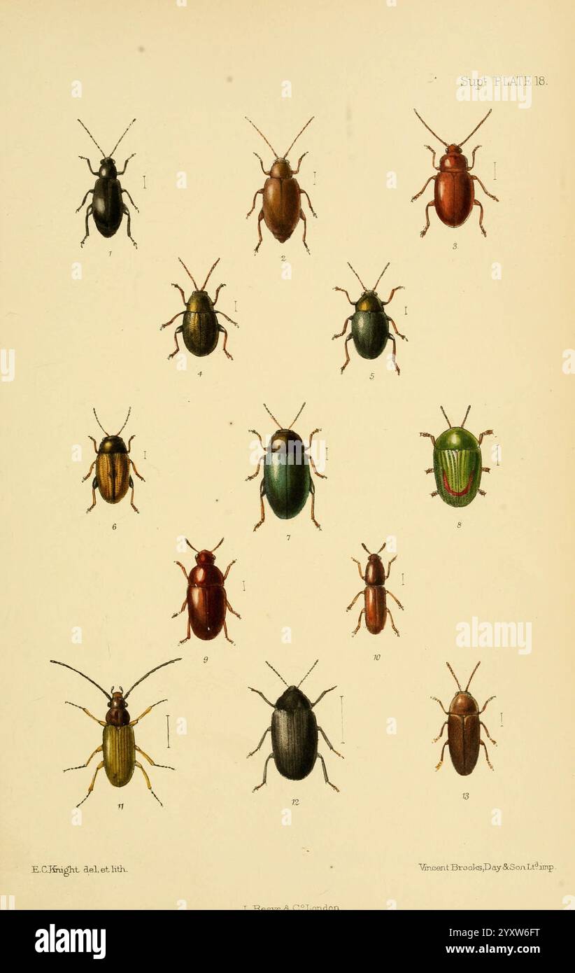 Coleoptera corticeus hi-res stock photography and images - Alamy