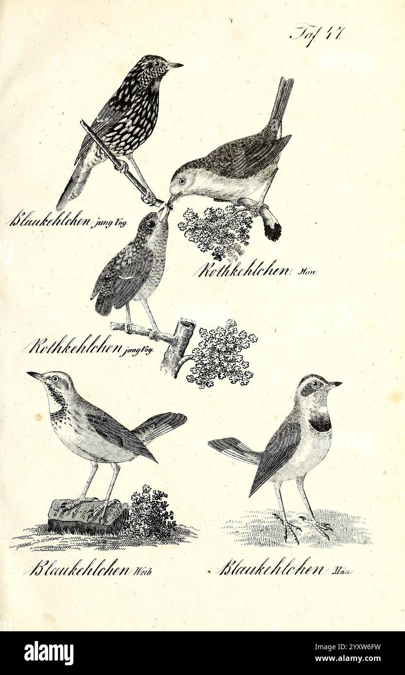 Two additional birds hi-res stock photography and images - Alamy