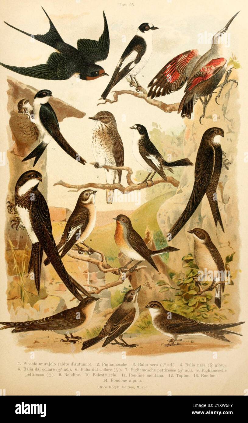 Atlante Ornitologico, 1902, birds, Europe, A collection of various bird ...