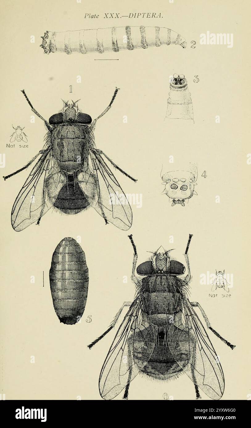Australian insects, Sydney, W. Brooks 1907, Australia, insects, pupa ...