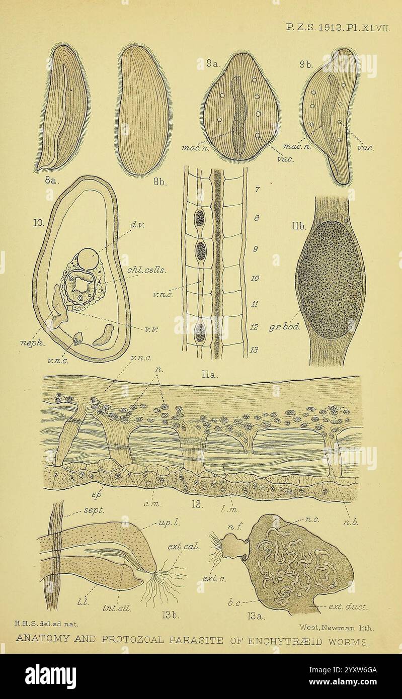 Proceedings of the Zoological Society of London London, Academic Press ...