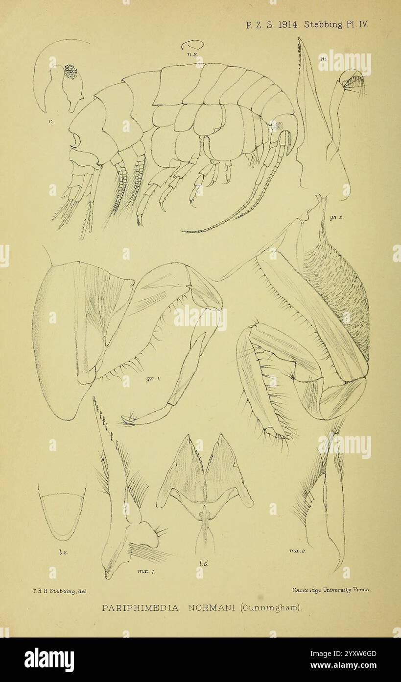 Annotated diagrams of specific body parts hi-res stock photography and ...