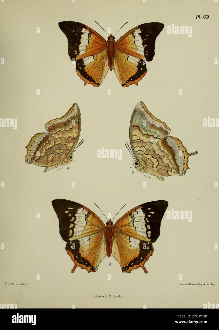 Illustration features two distinct butterflies hi-res stock photography ...