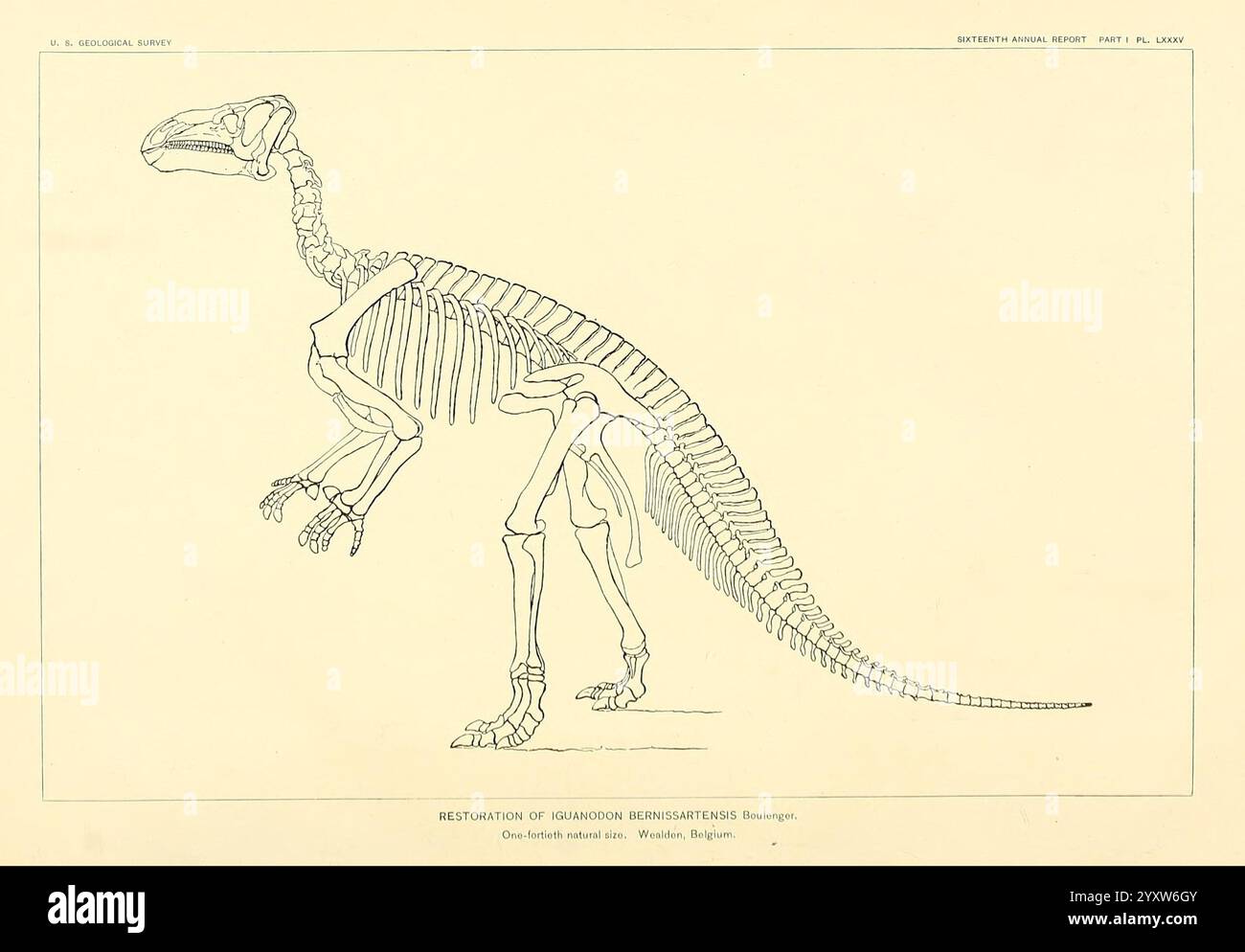 The dinosaurs of North America, Washington, Govt. Print, 1896 ...