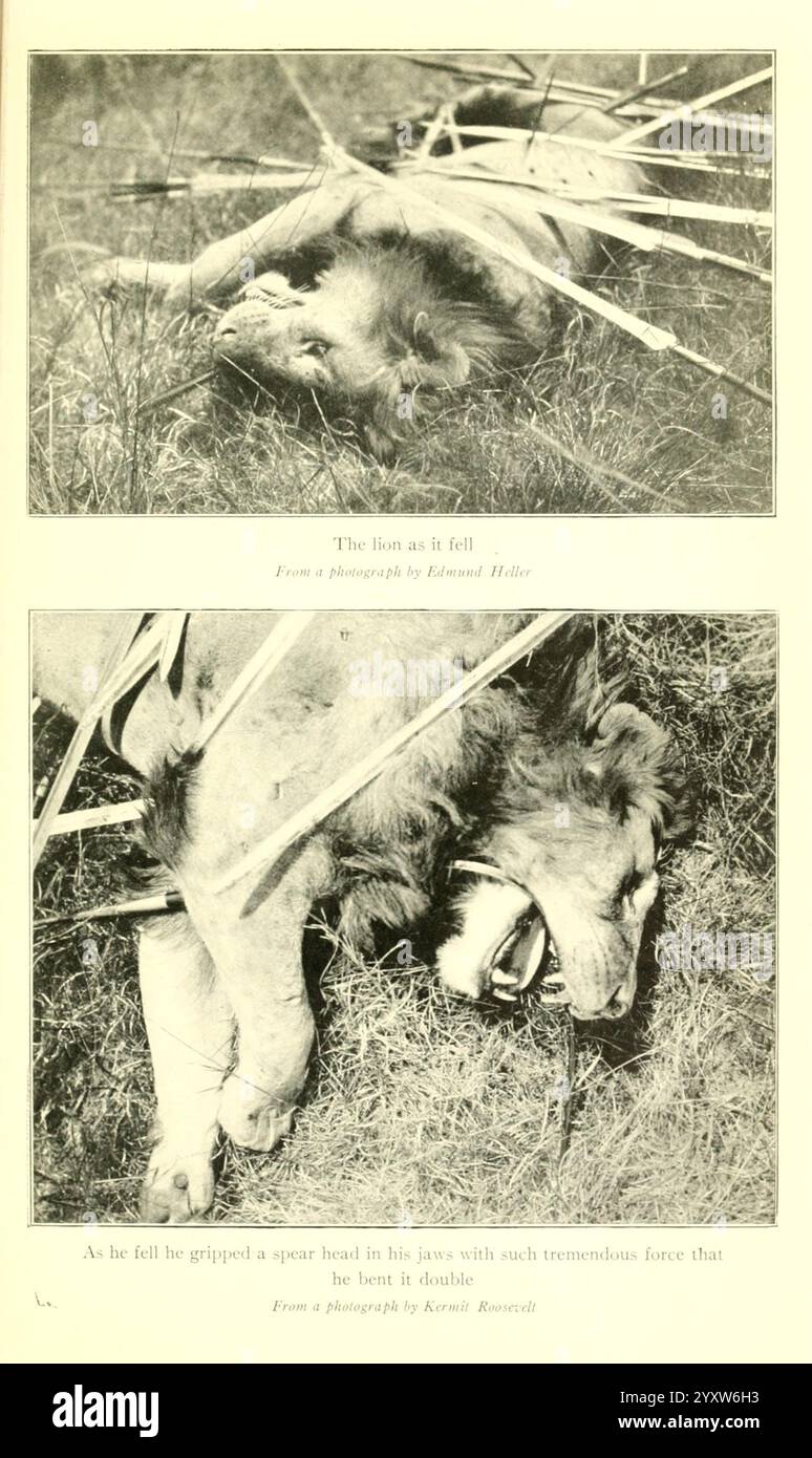 Lion sprawled hi-res stock photography and images - Alamy