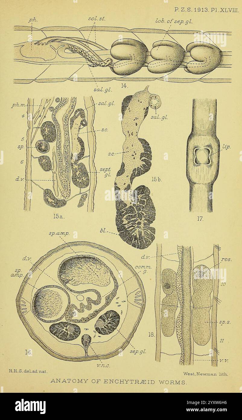 Proceedings of the Zoological Society of London, London, Academic Press ...
