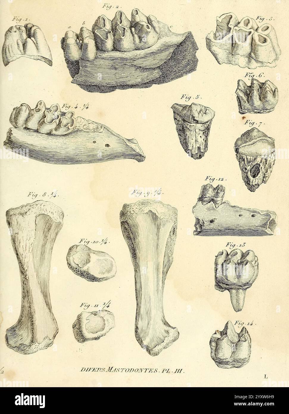Various mastodon bones hi-res stock photography and images - Alamy
