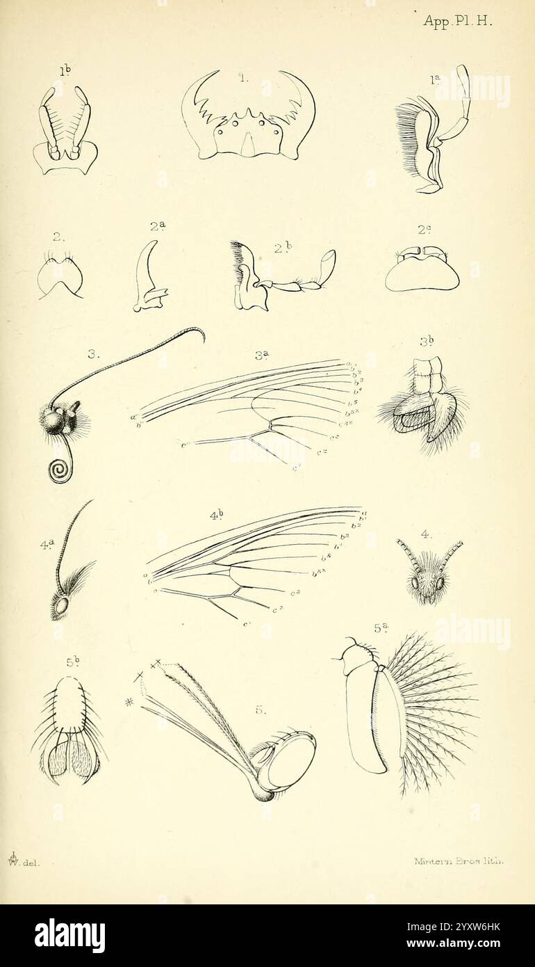 Matabeleland, Victoria Falls, London, C.K. Paul, 1881, birds, South ...