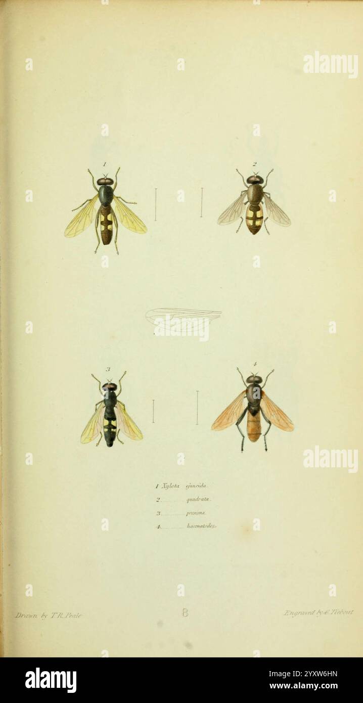 Xylota quadrata hi-res stock photography and images - Alamy