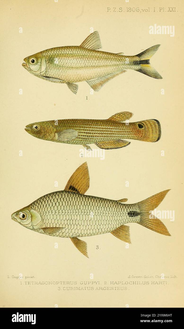 Proceedings of the Zoological Society of London, London, Academic Press ...