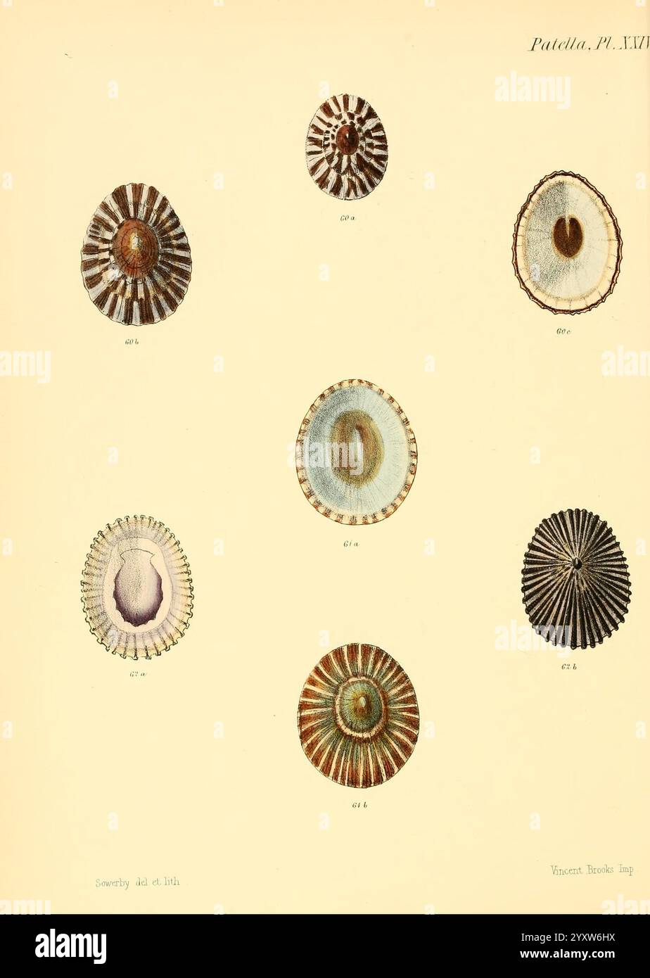 Limpets feature hi-res stock photography and images - Alamy