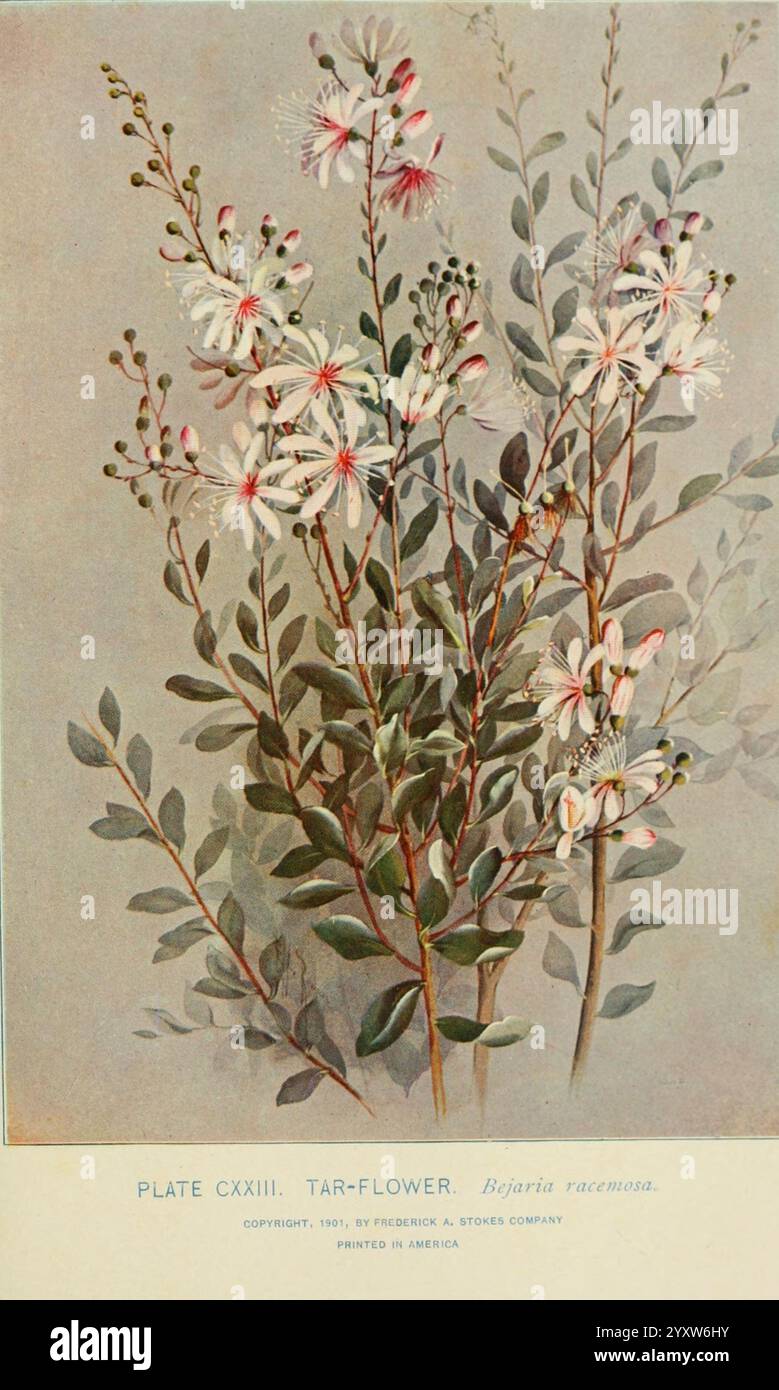 Southern Wild Flowers and Trees, New York, Stokes [1901], botany ...