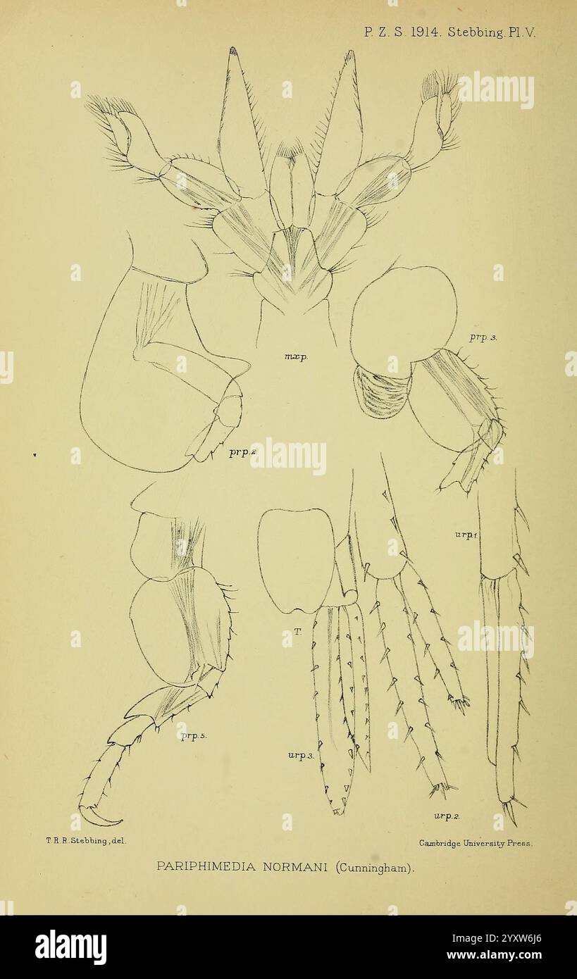 Detailed annotations of various morphological features hi-res stock ...