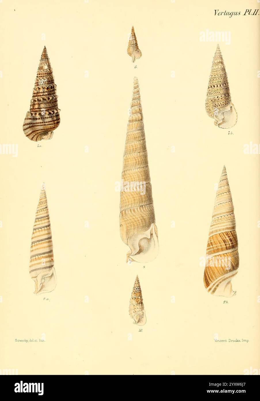Conchologia Iconica, or Illustrations of the Shells of Molluscous ...