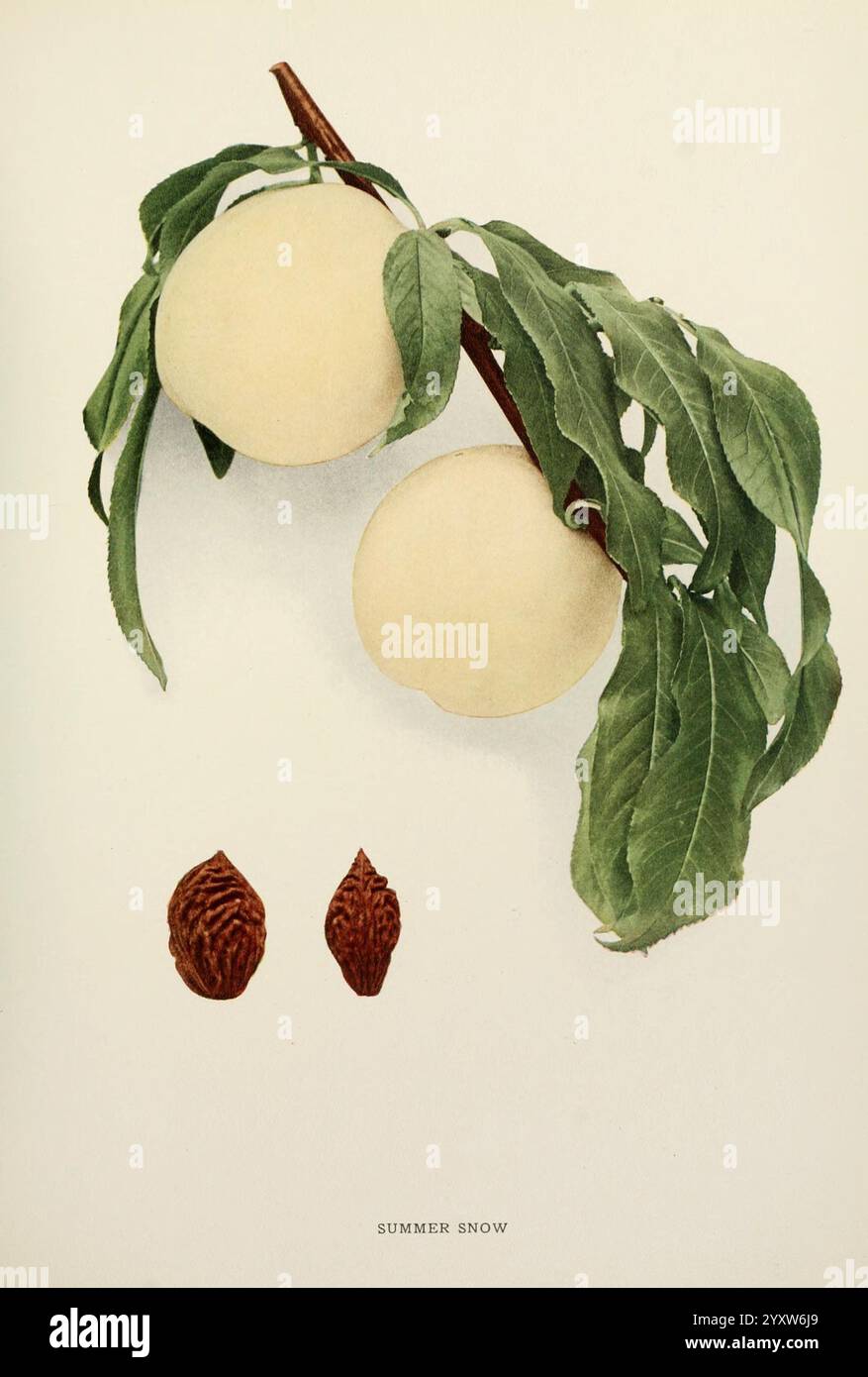 The, peaches, of, New York, Albany, J. B. Lyon, Company, printers, 1917 ...