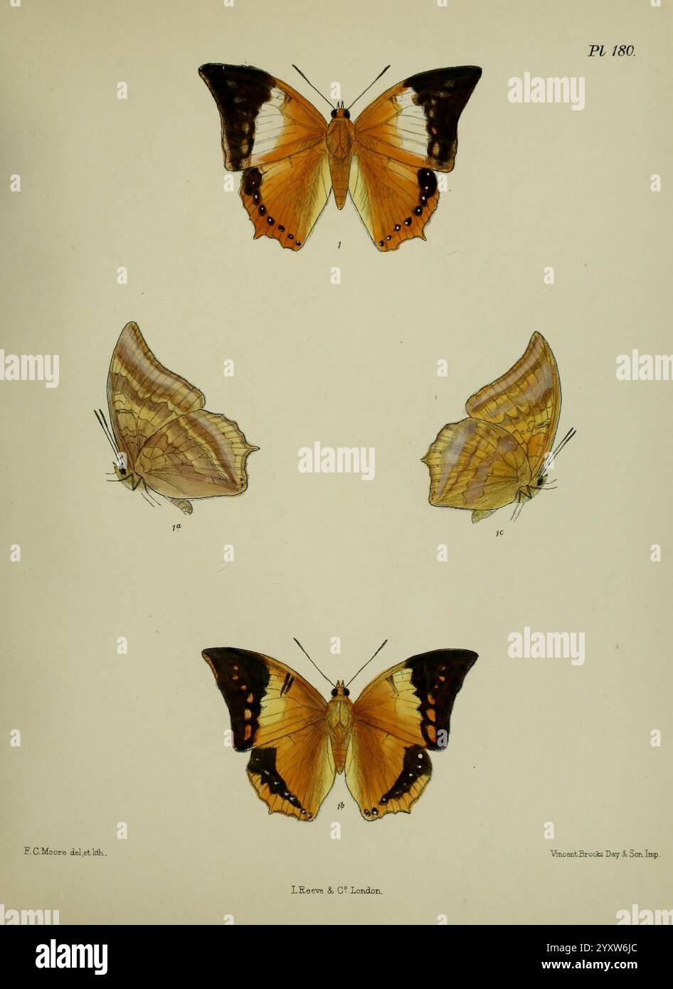 Two additional species labeled hi-res stock photography and images - Alamy