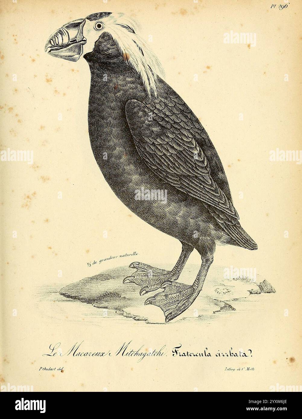 La galerie des oiseaux Paris Carpentier-Méricourt 1834 Birds Pictorial ...