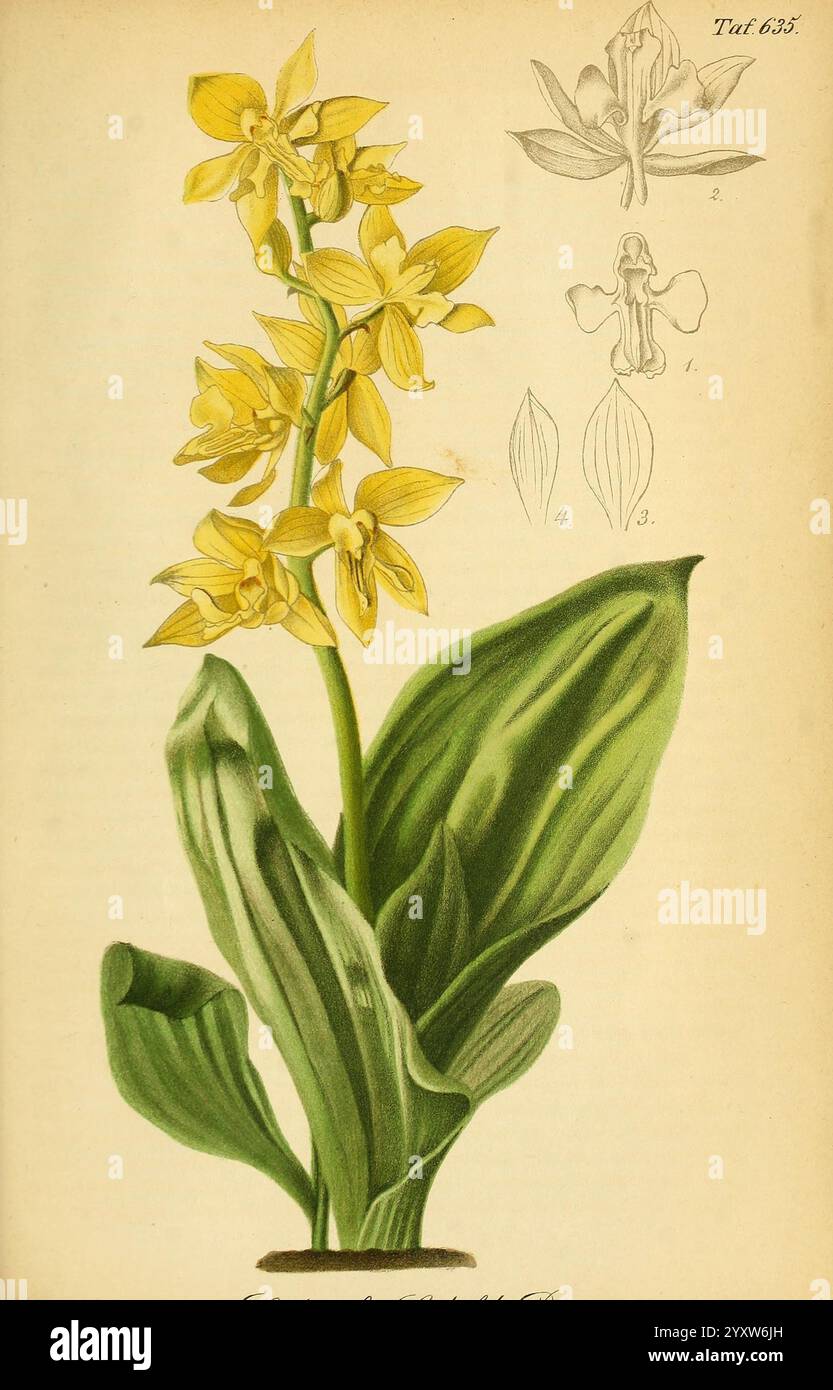 Orchids floral anatomy hi-res stock photography and images - Alamy