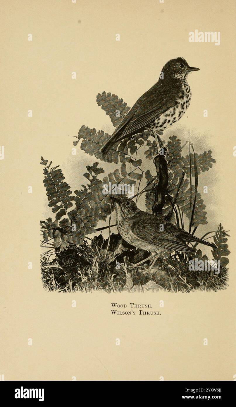 Similar to wood thrush hi-res stock photography and images - Alamy