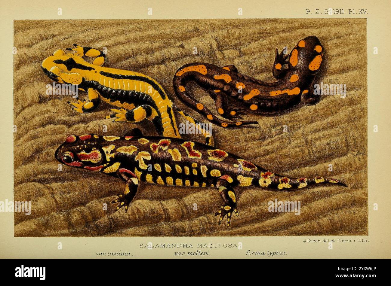 Illustration features three distinct salamanders hi-res stock ...