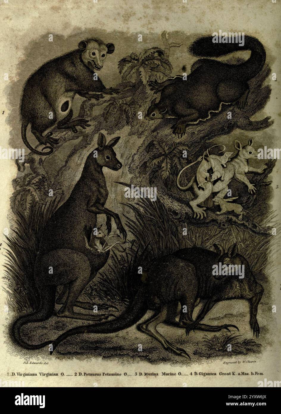 Creatures unique anatomy hi-res stock photography and images - Alamy