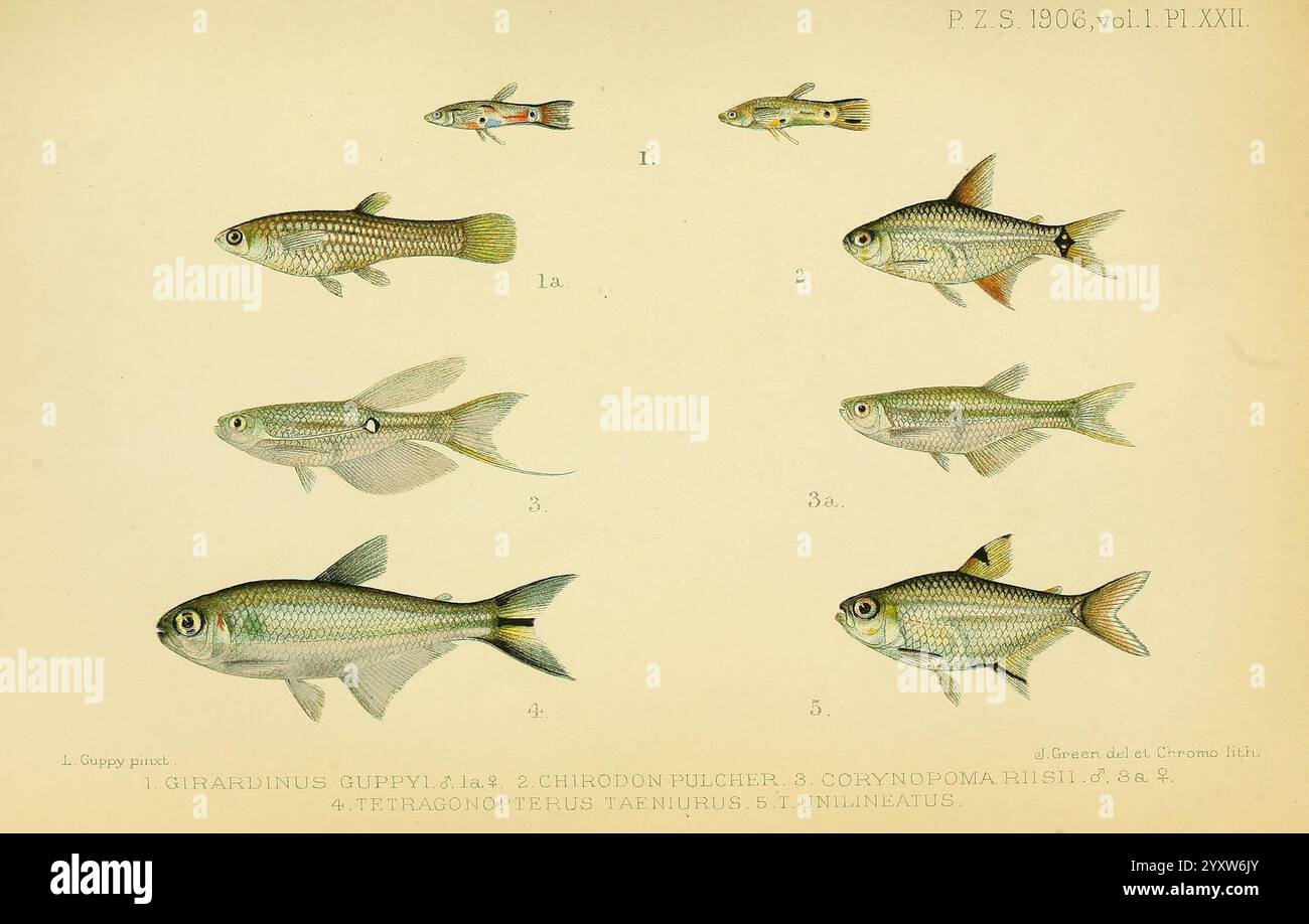 Proceedings of the Zoological Society of London London Academic Press ...