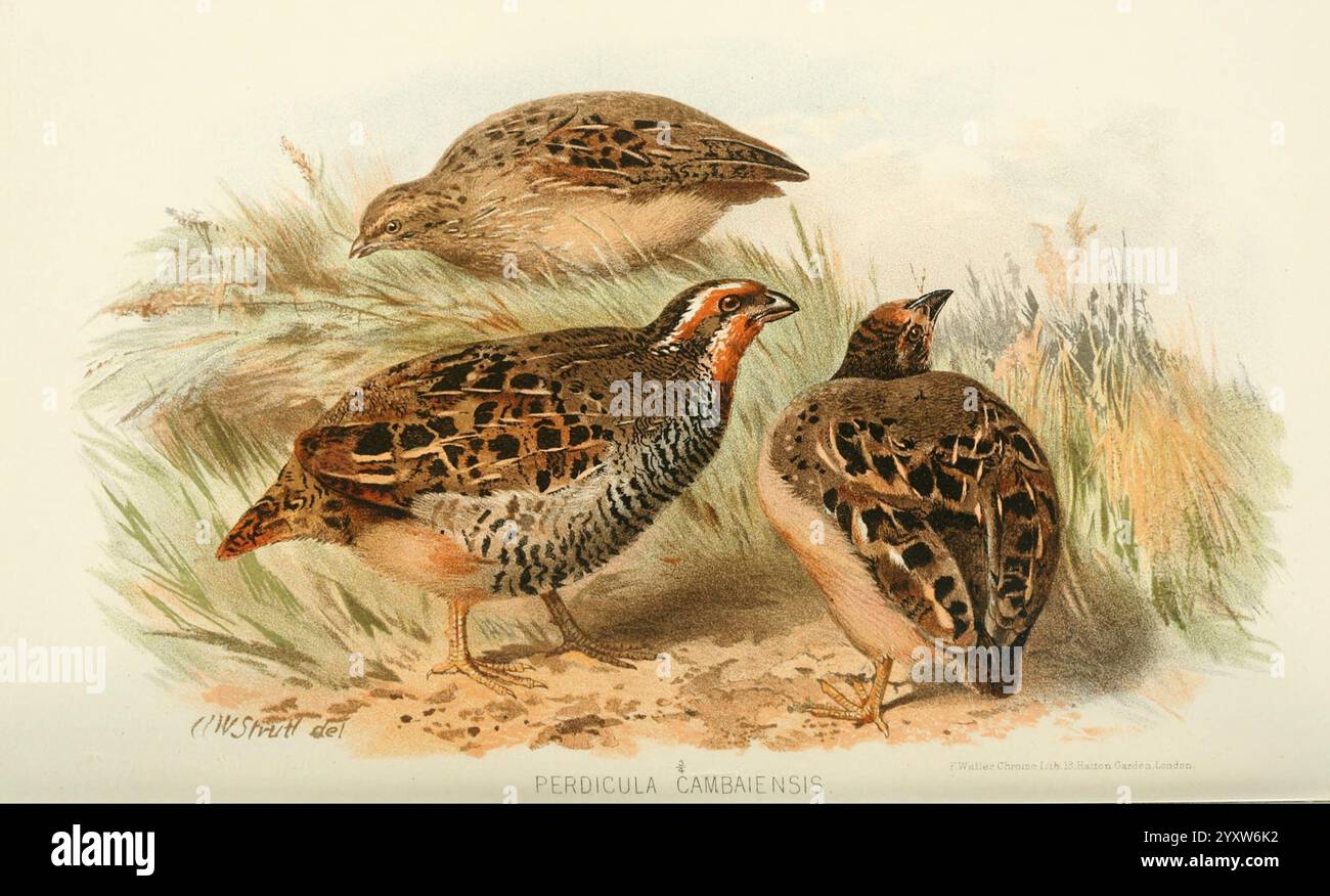 Illustration features three quails depicted hi-res stock photography ...