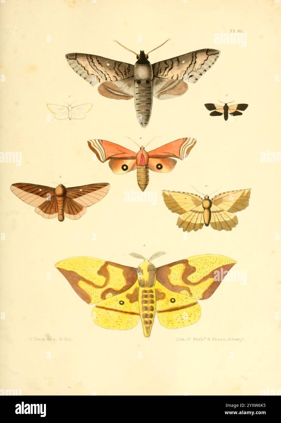 Fascinating moths hi-res stock photography and images - Alamy