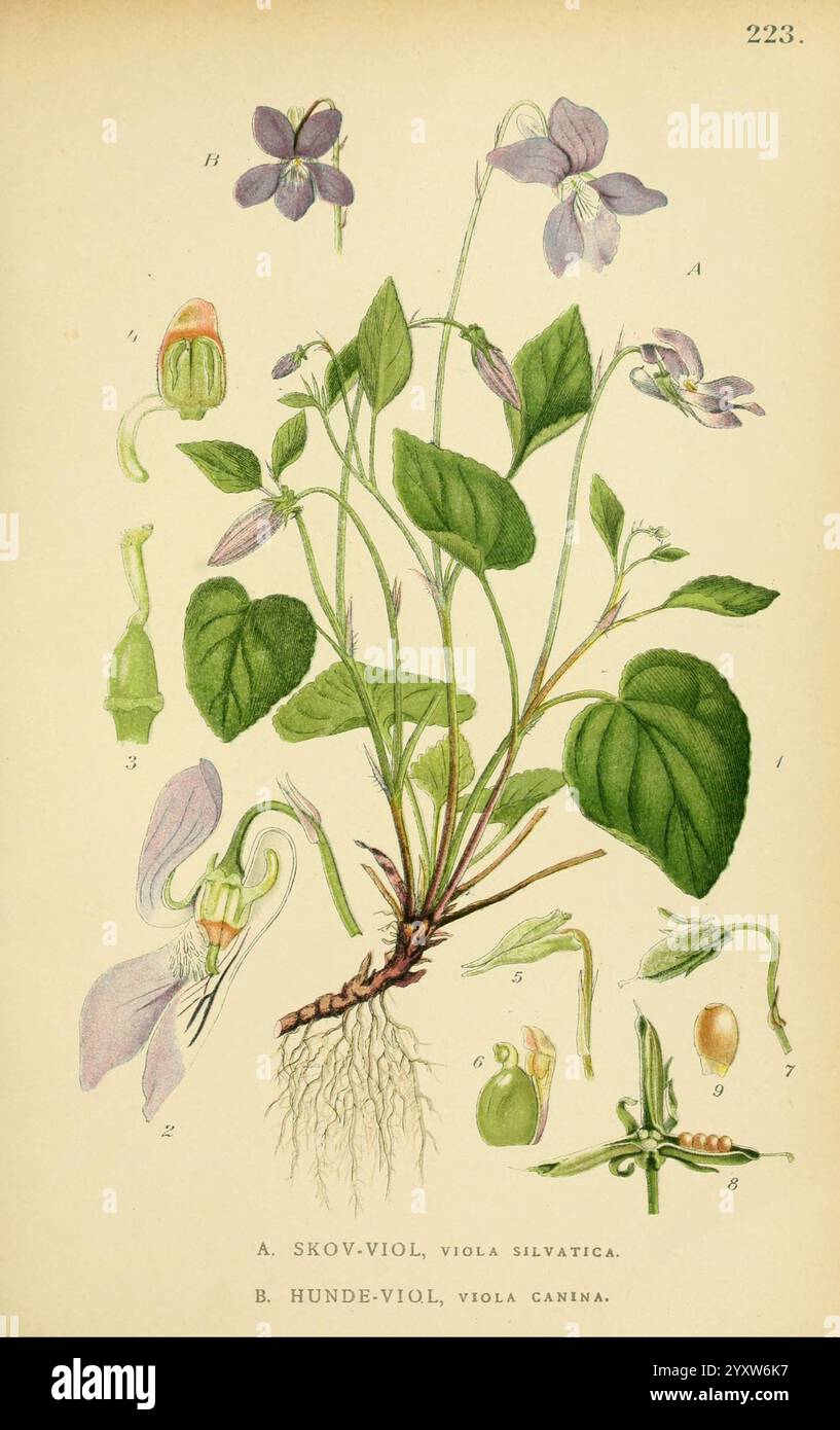 Viola silvatica hi-res stock photography and images - Alamy