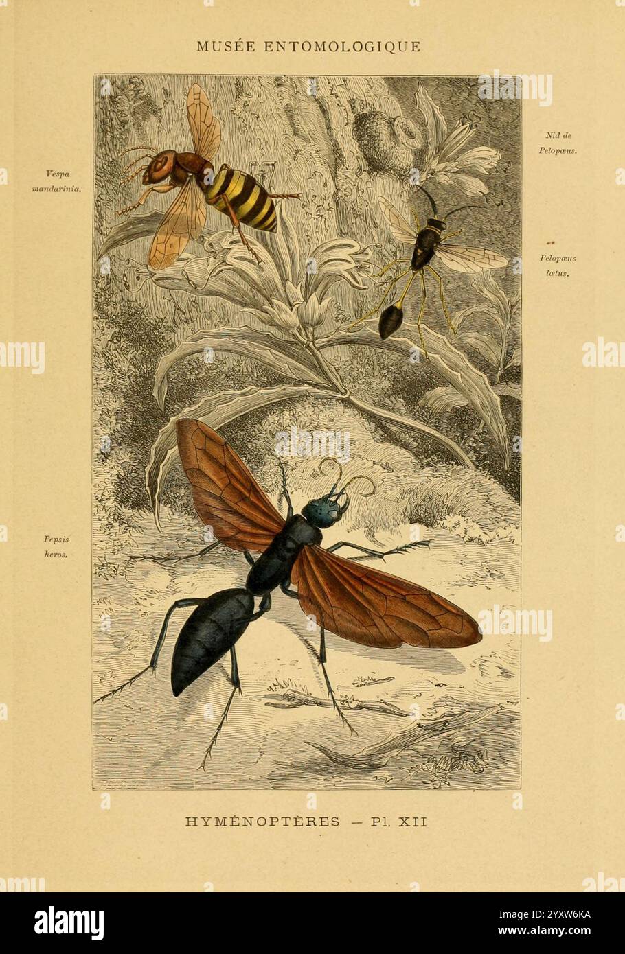 Various hymenoptera insects hi-res stock photography and images - Alamy