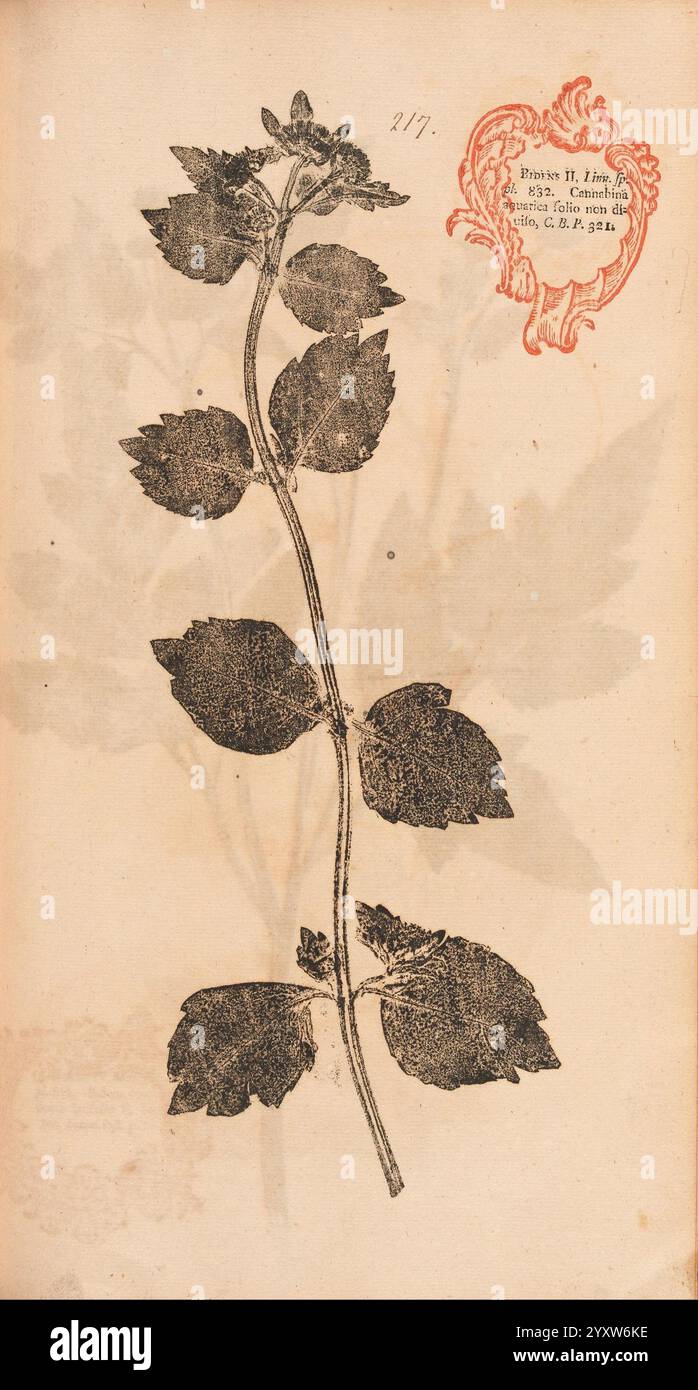 Flora Berolinensis, Berlin, Die Schule, 1757-1758, Bidens Cernua ...