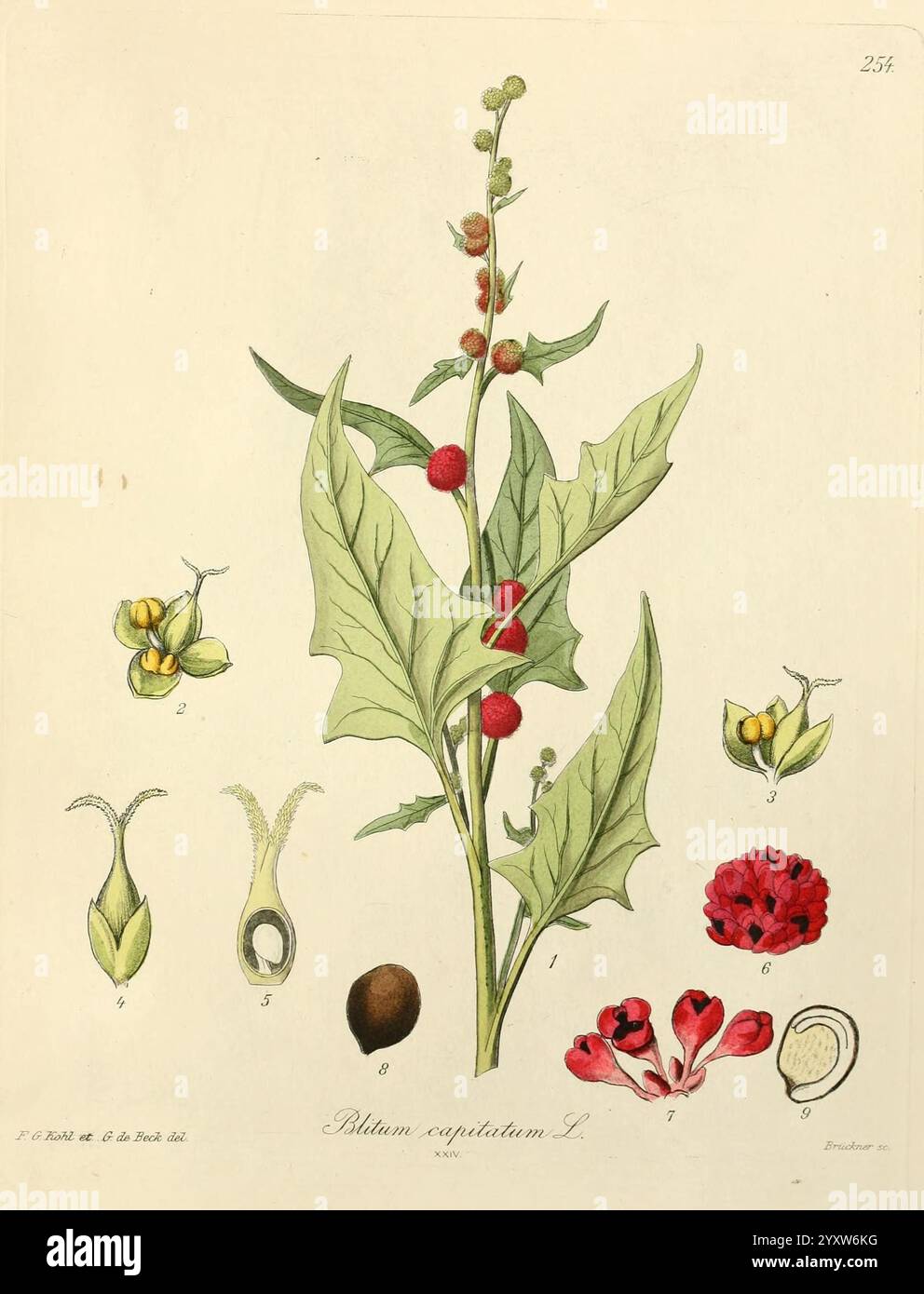 Blitum capitatum l hi-res stock photography and images - Alamy