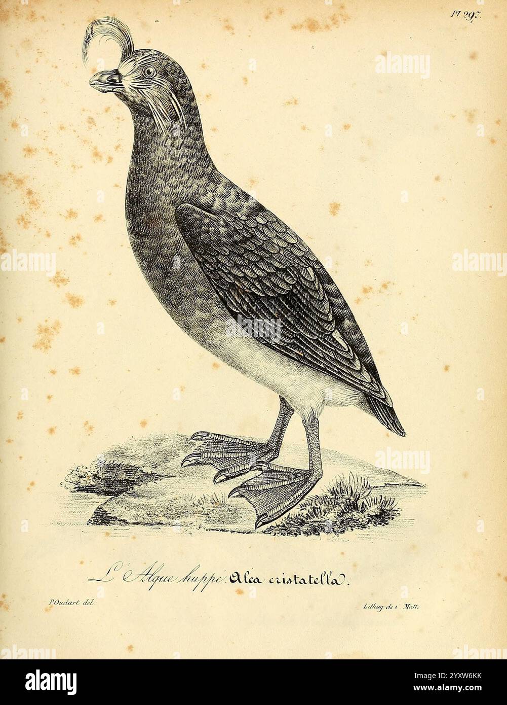 Robust body covered hi-res stock photography and images - Alamy