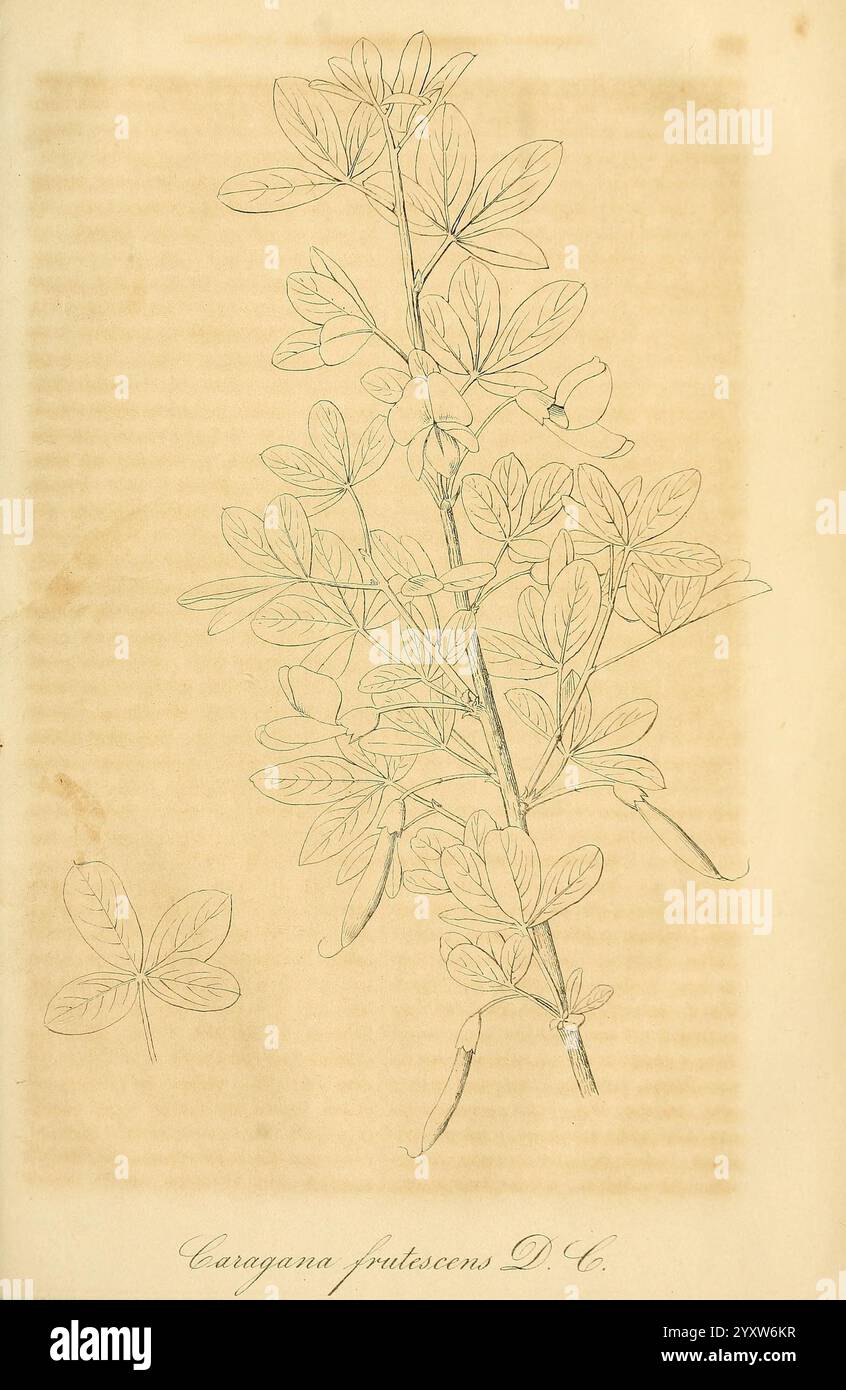 Small pods indicative hi-res stock photography and images - Alamy