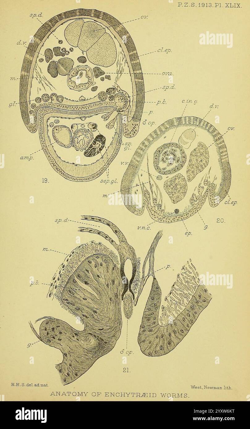 Illustrate important morphological characteristics hi-res stock ...