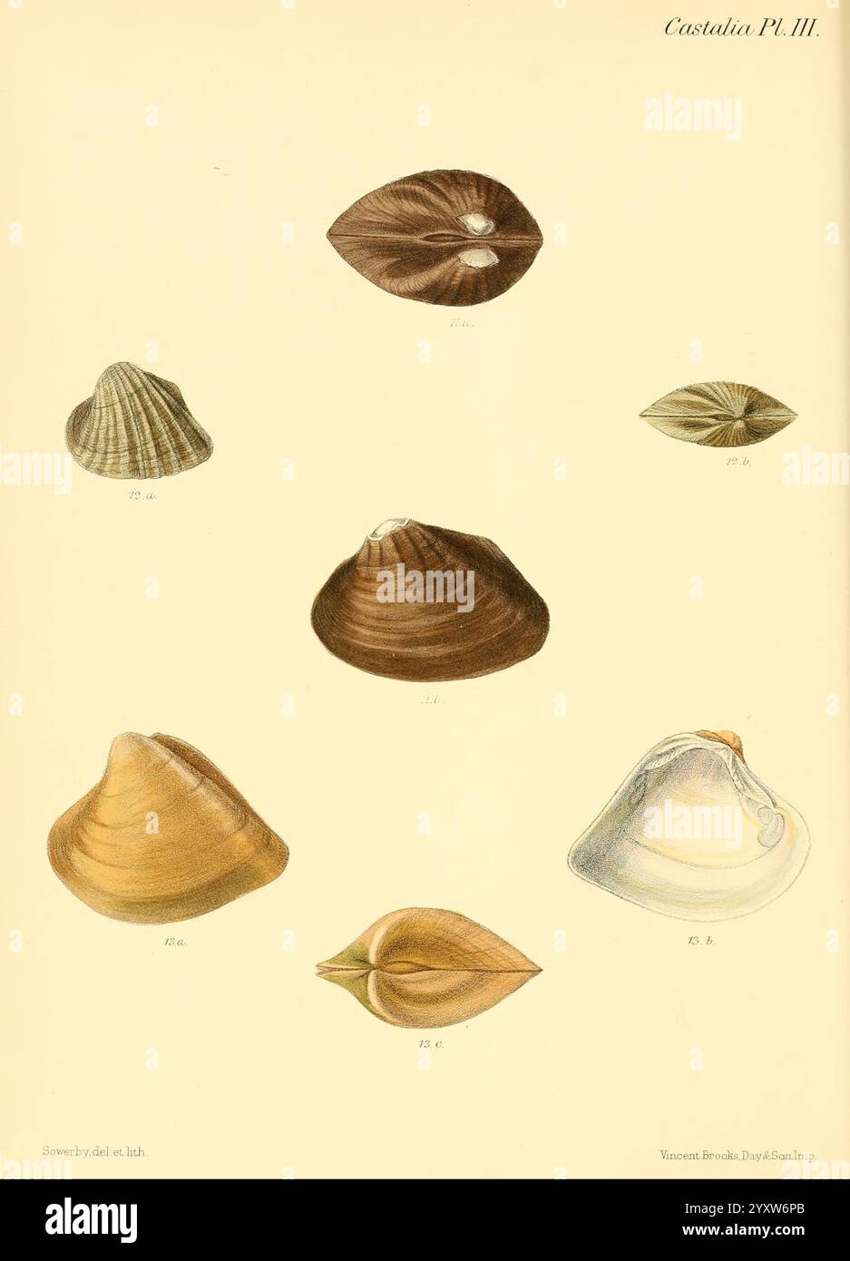 Conchologia iconica, Illustrations of the Shells of Molluscous Animals ...