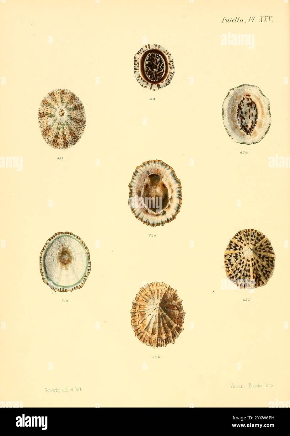 Two rounded shells hi-res stock photography and images - Alamy