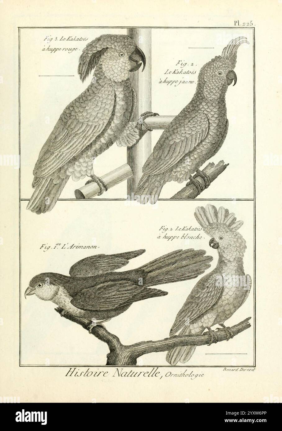 Two distinct parrot species hi-res stock photography and images - Alamy