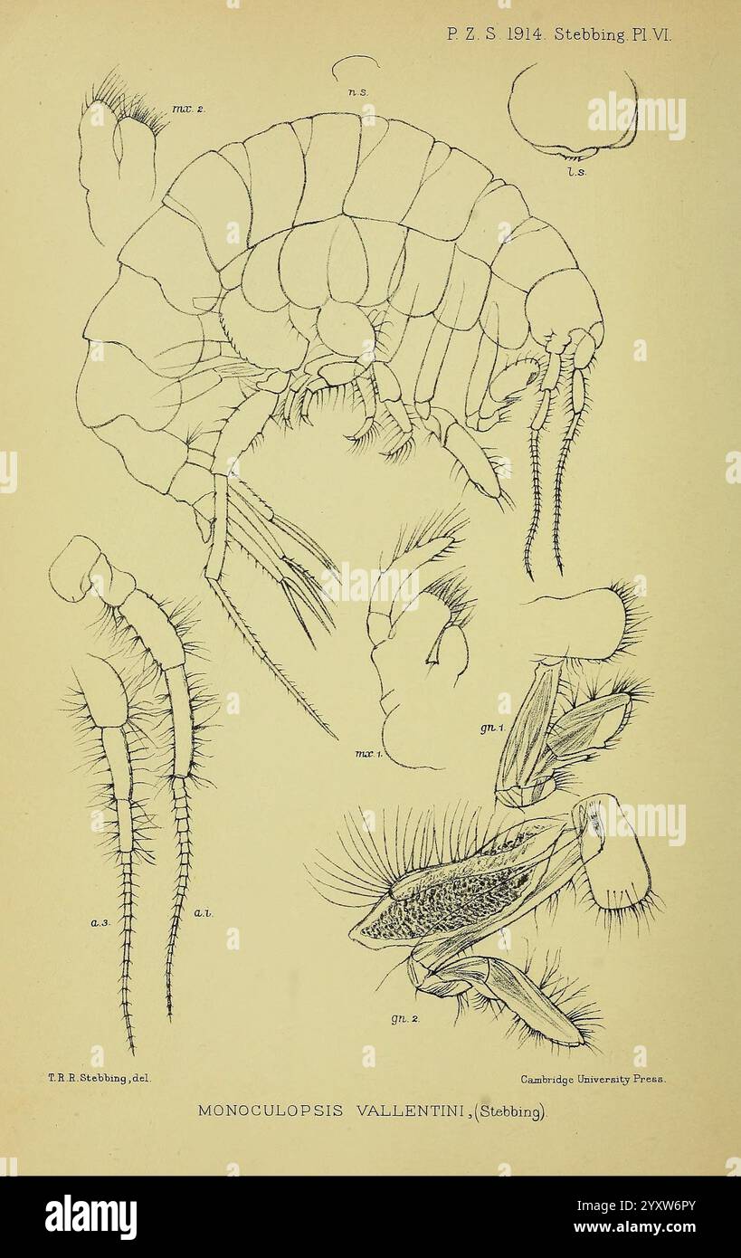 Intricate line work highlights specific characteristics hi-res stock ...