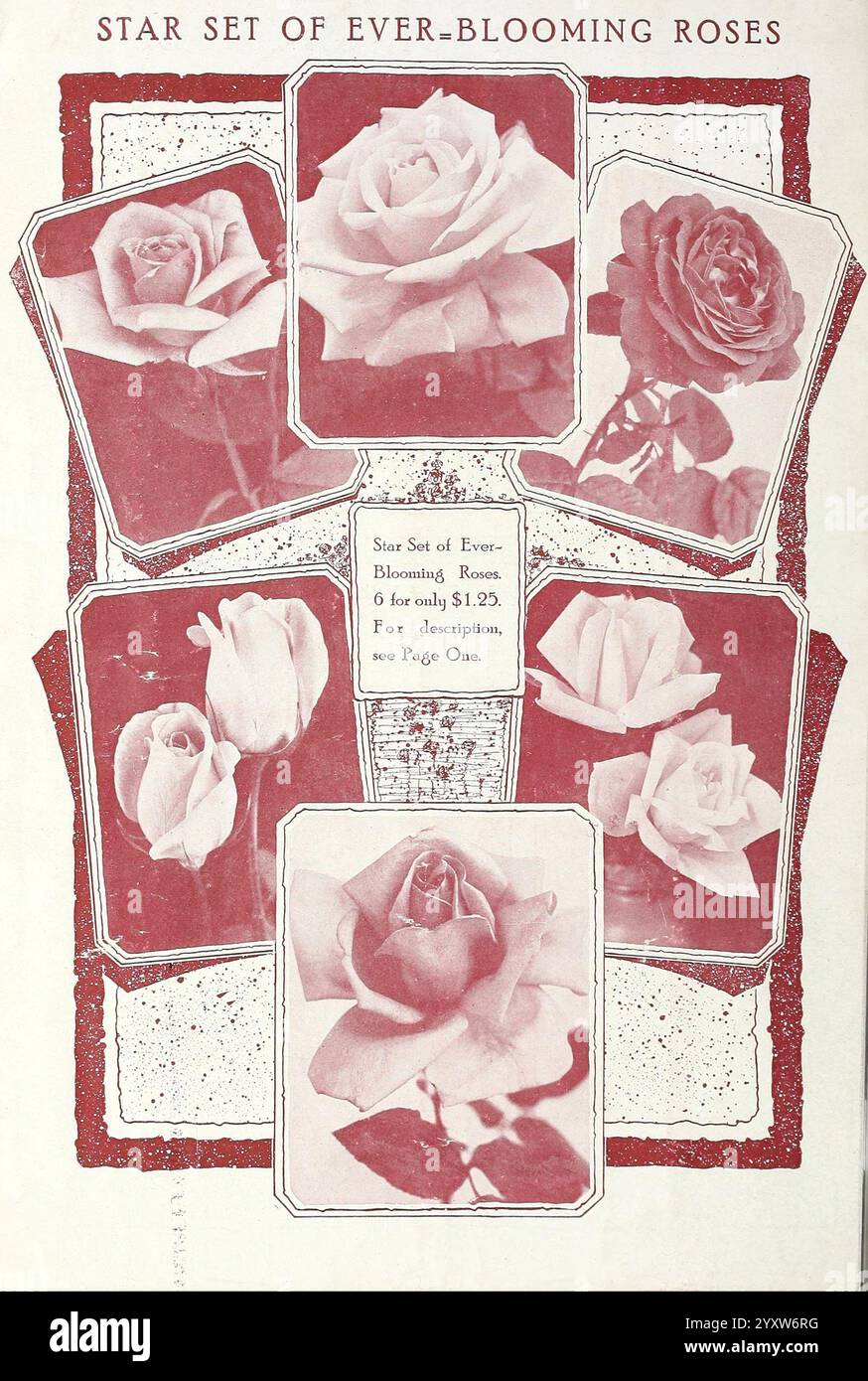 The woman florist Miss Ella V. Baines Springfield, Ohio Springfield ...