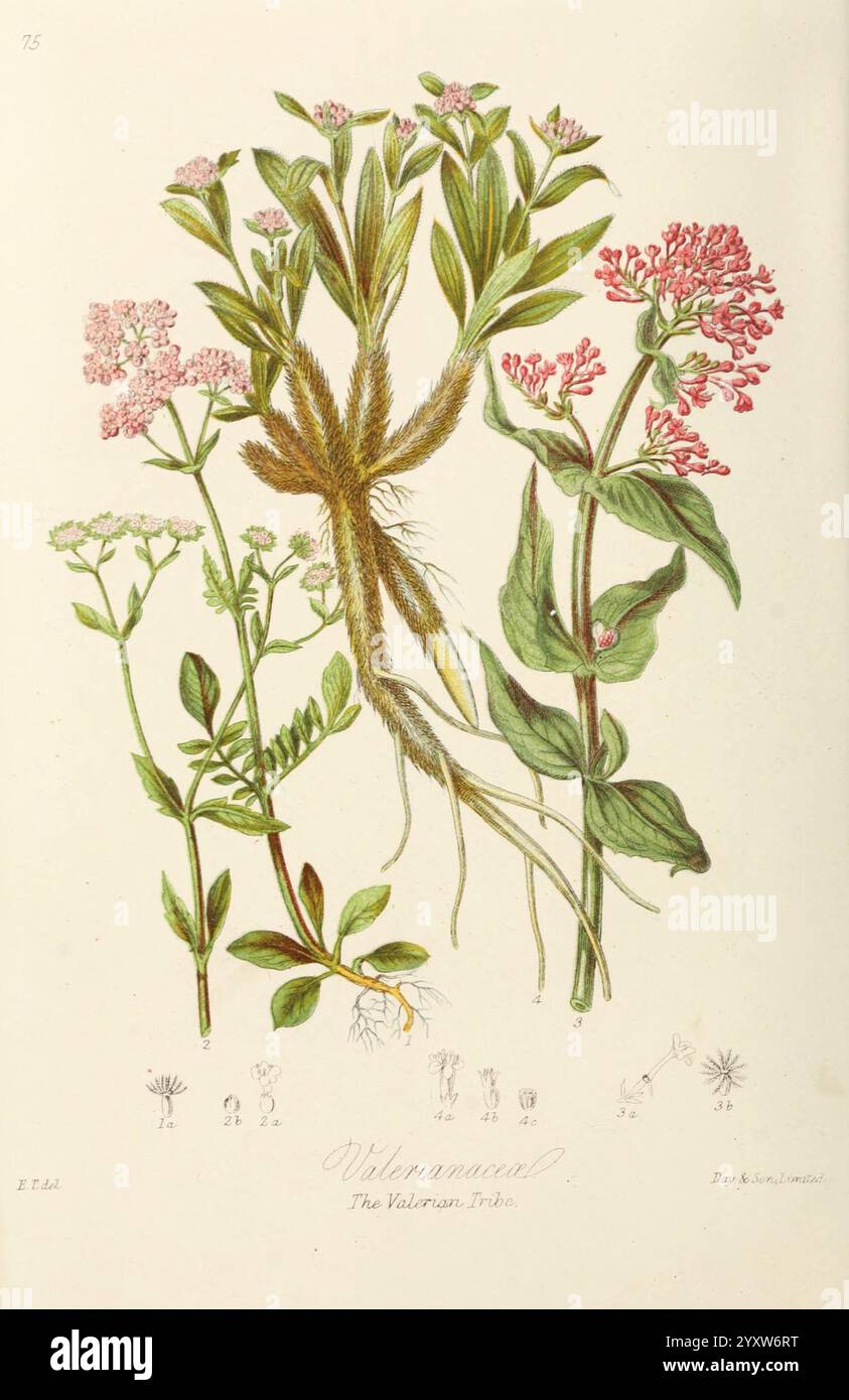 Illustrations of the natural orders of plants with groups and ...