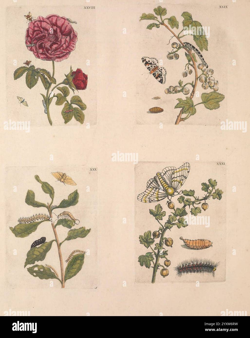 Displaying detailed caterpillars hi-res stock photography and images ...