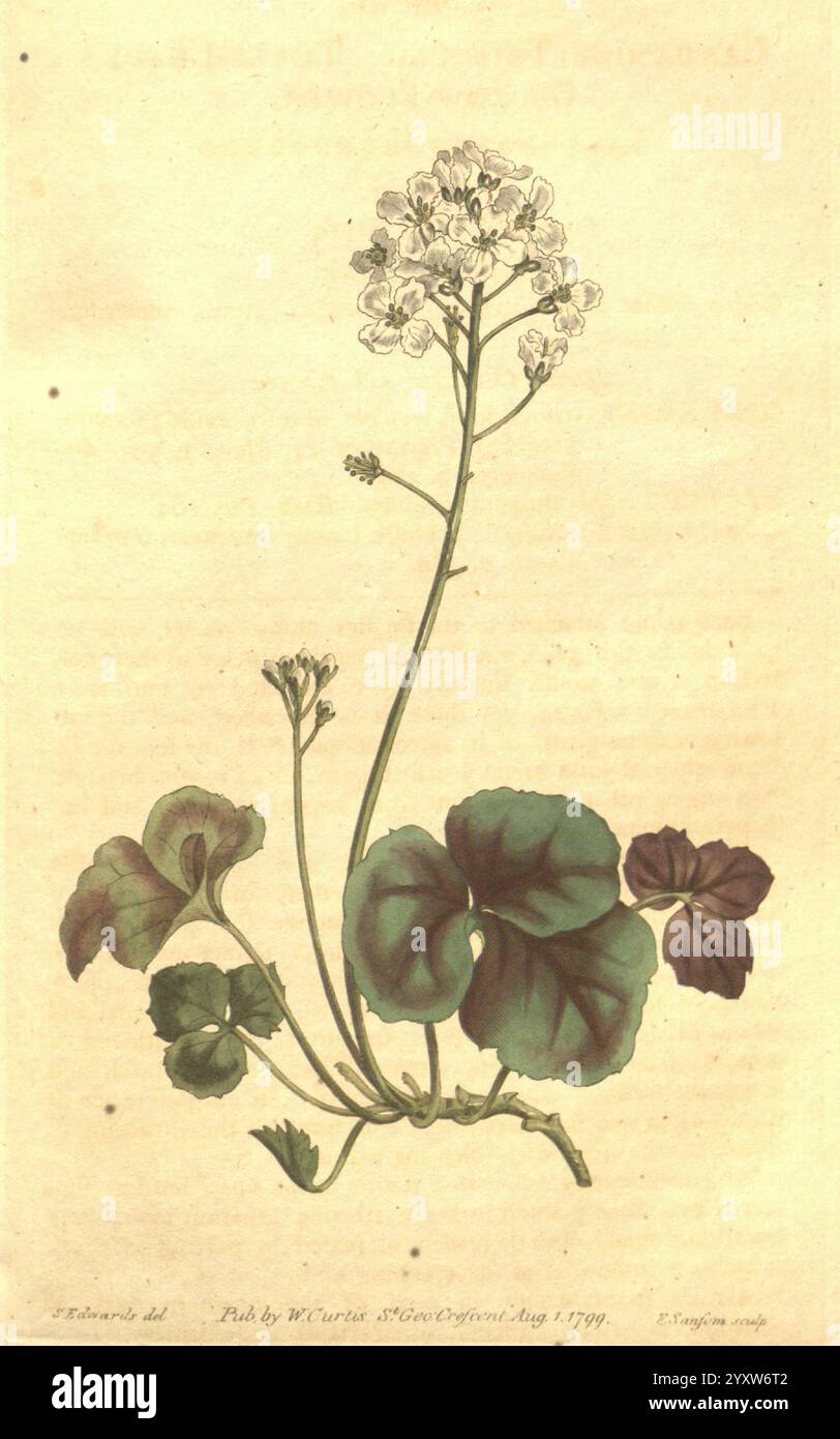 The Botanical Magazine, or Flower-garden Displayed, 1790-1800, Botany ...