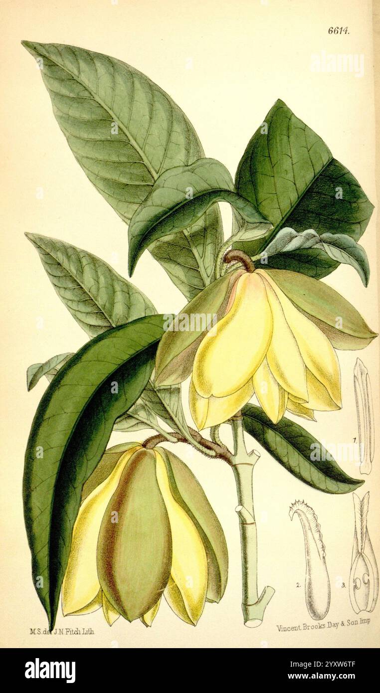 Talauma candollei hi-res stock photography and images - Alamy