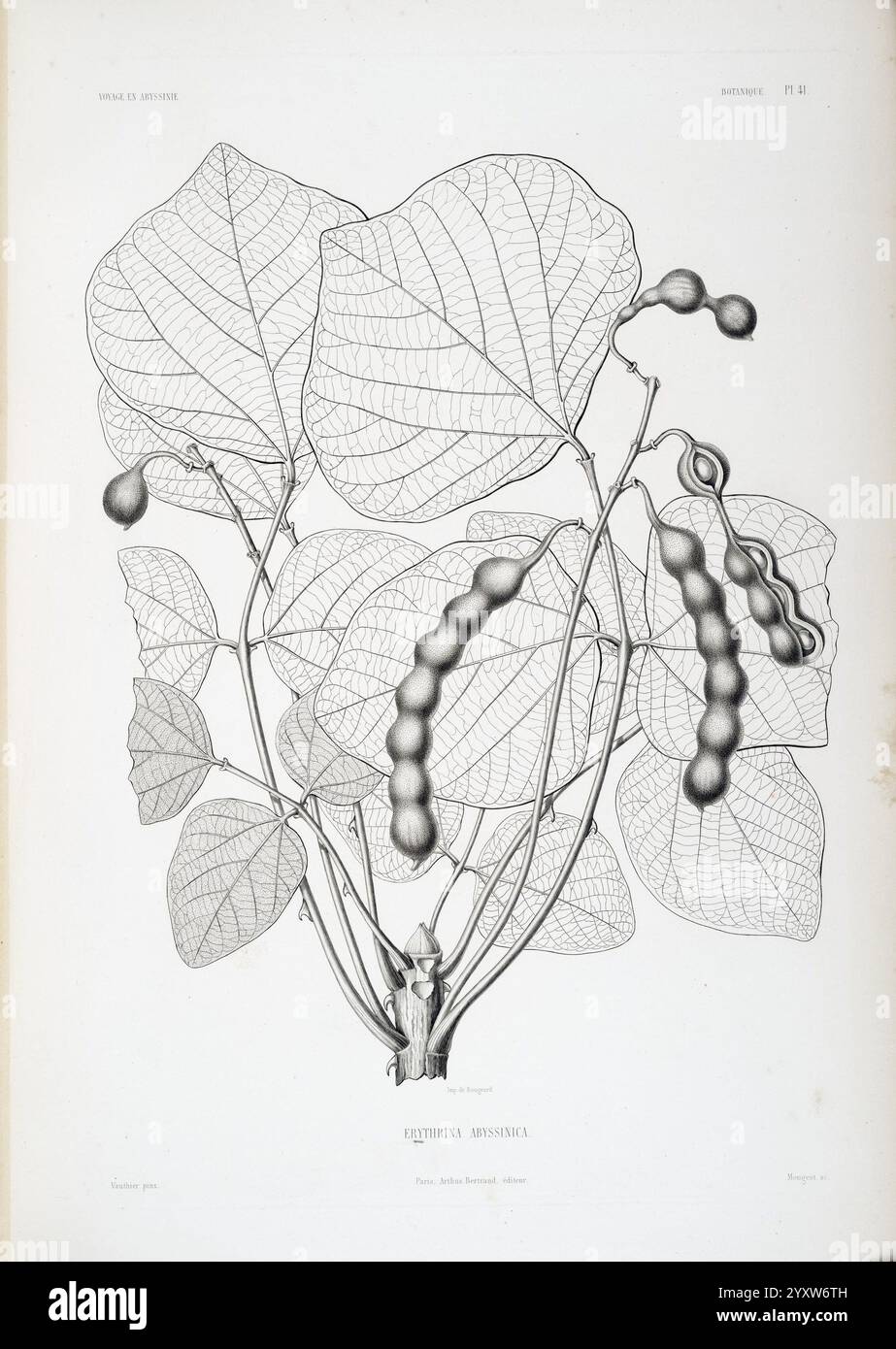 Elongated seed pods exhibit hi-res stock photography and images - Alamy