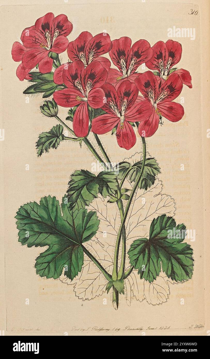 Geraniaceae, London, Printed for James Ridgway, Piccadilly, 1820-1830 ...